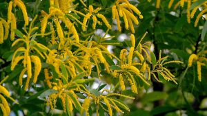 33 Types of Acacia Wood | Different Trees, Shrubs and Species