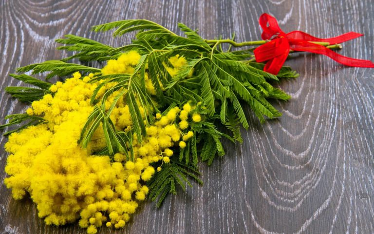 Acacia Flower: Origin, Meaning, Benefits, Types, Symbolism, and History