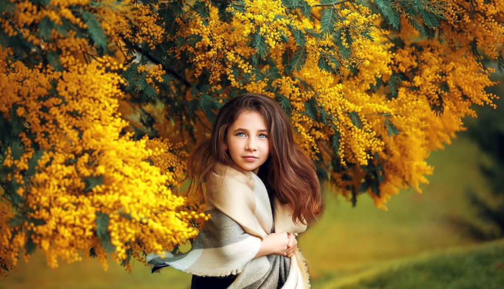 Acacia Flower: Origin, Meaning, Benefits, Types, Symbolism, and History