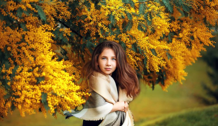 Acacia Flower: Origin, Meaning, Benefits, Types, Symbolism, and History