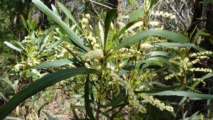 33 Types of Acacia Wood | Different Trees, Shrubs and Species