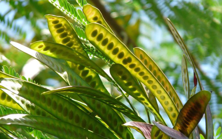 Acacia Seeds: Definition, Nutrition, Health Benefits, and Pods, Germination