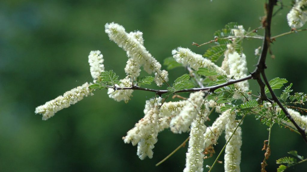 Acacia Tree Facts You Might Not Know | Fascinating Acacia Tree Facts
