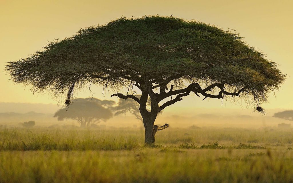 Acacia Tree Facts You Might Not Know | Fascinating Acacia Tree Facts