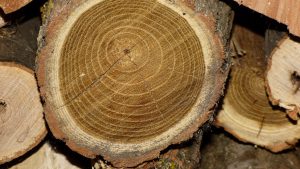 Acacia Wood: Origin, Characteristics, Facts, Uses, Benefits, and Finishing