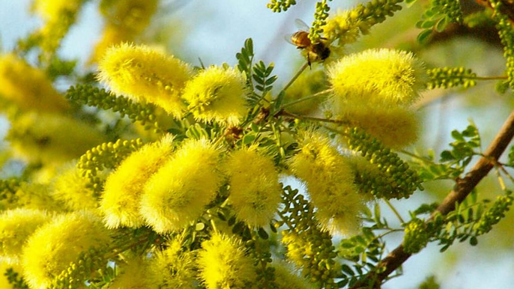 Acacia Tree Facts You Might Not Know | Fascinating Acacia Tree Facts