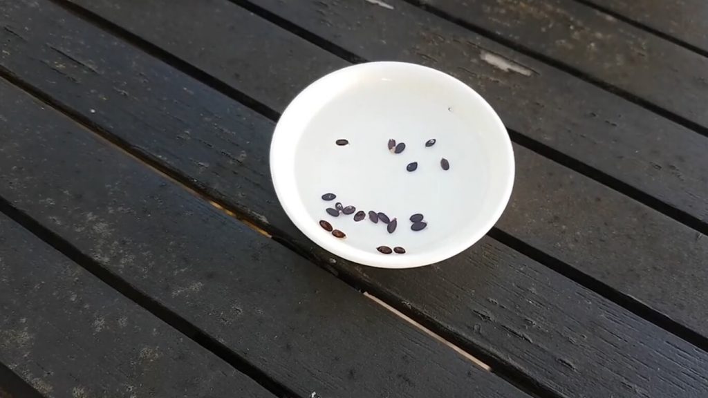 Acacia Seeds: Definition, Nutrition, Health Benefits, and Pods, Germination