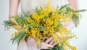 Acacia Flower: Origin, Meaning, Benefits, Types, Symbolism, and History