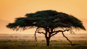 33 Types of Acacia Wood | Different Trees, Shrubs and Species